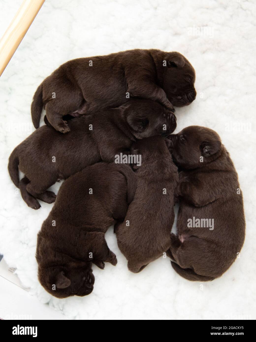 Litter of Chocolate Labrador Retriever Puppies Stock Photo - Alamy