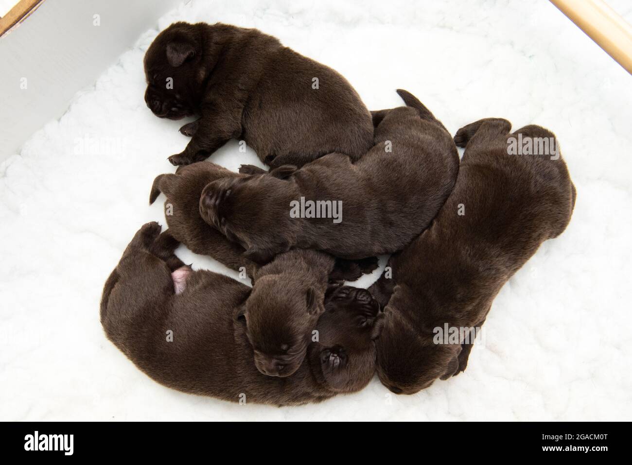 Litter of Chocolate Labrador Retriever Puppies Stock Photo - Alamy