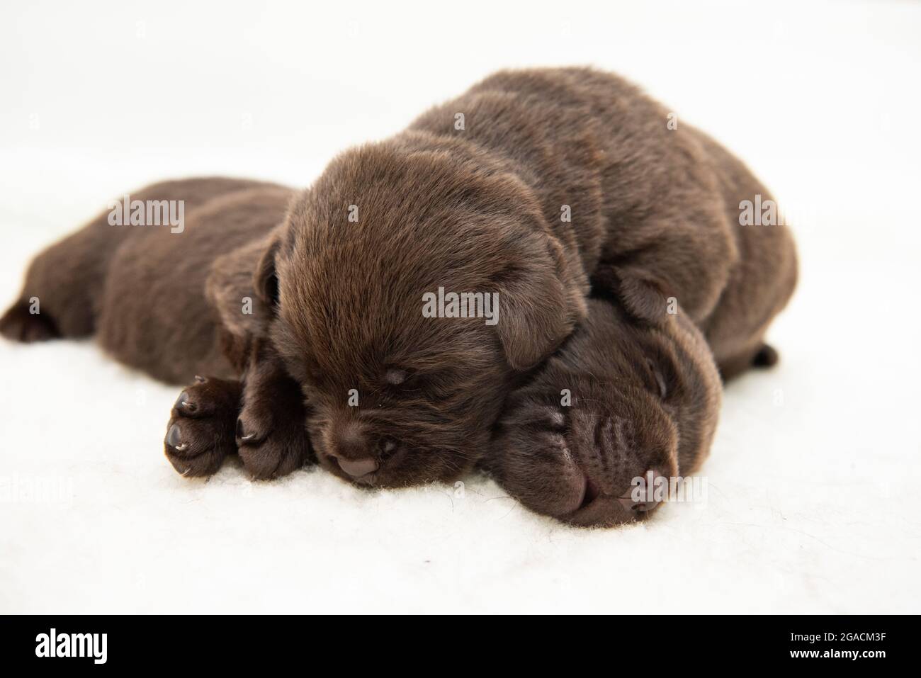 Litter of Chocolate Labrador Retriever Puppies Stock Photo - Alamy