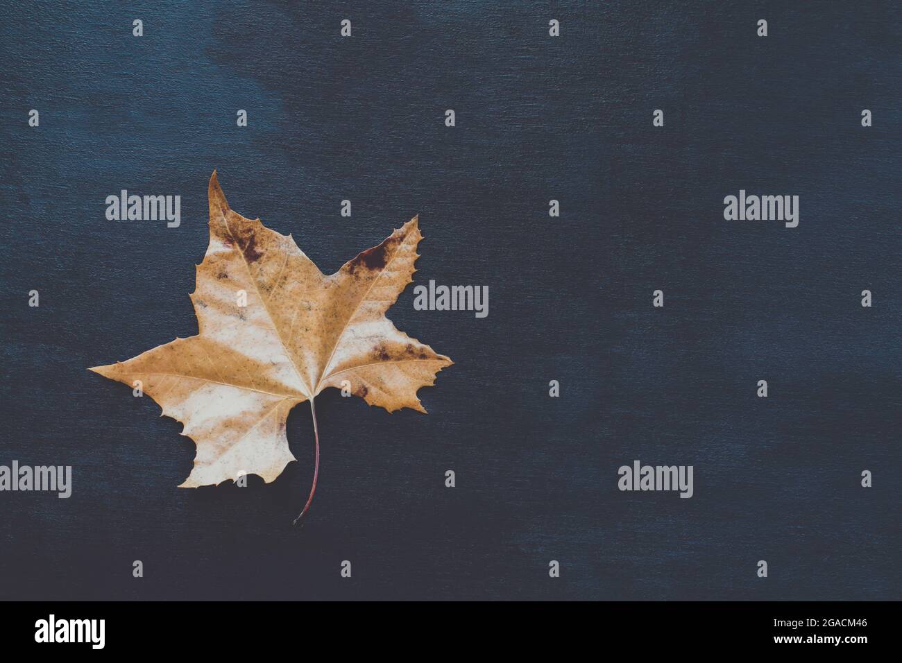 Copy Dead Leaf High Resolution Stock Photography and Images - Alamy