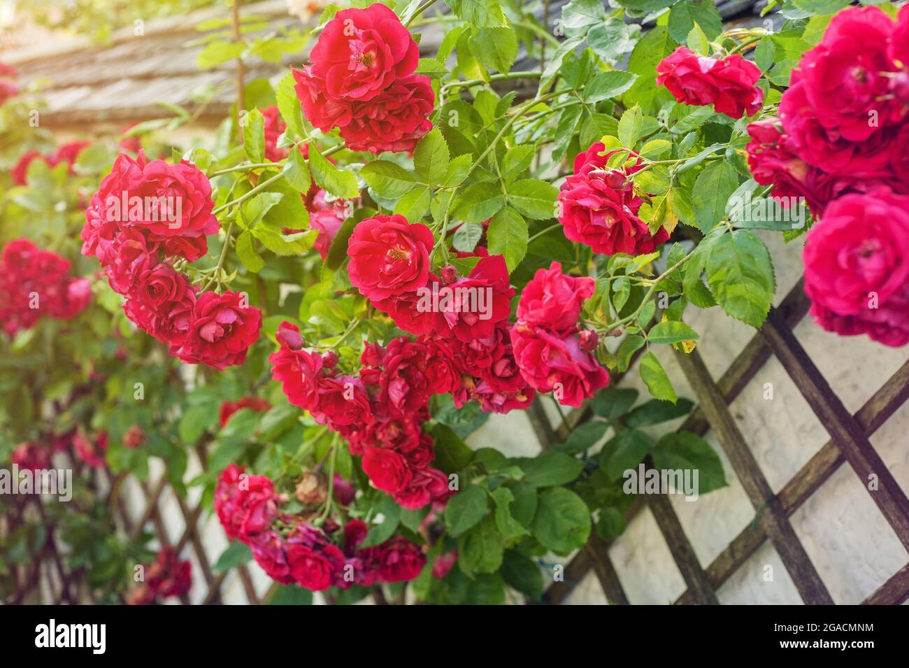 Climbing roses on fence hi-res stock photography and images - Alamy