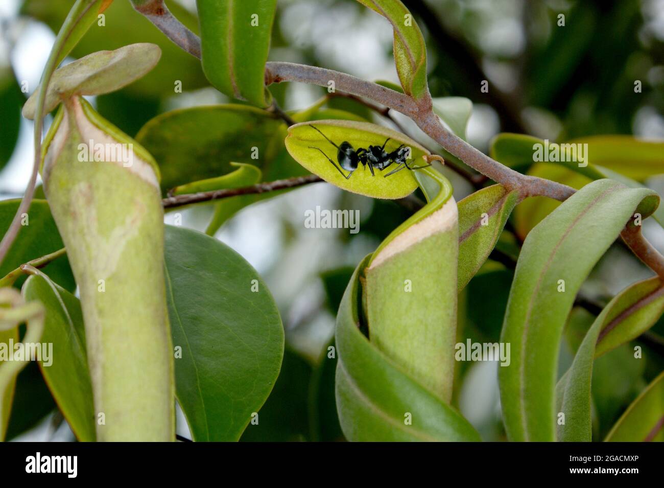 Black drummer ant (Polyrhachis pruinosa) below the lid of the pitcher ...