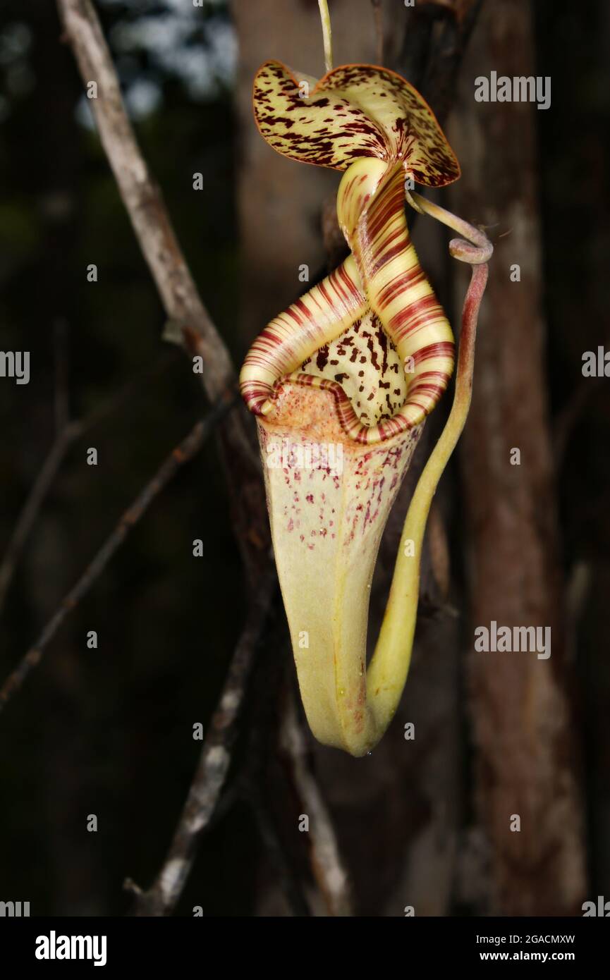 Upper pitcher of the carnivorous pitcher plant Nepenthes rafflesiana ...