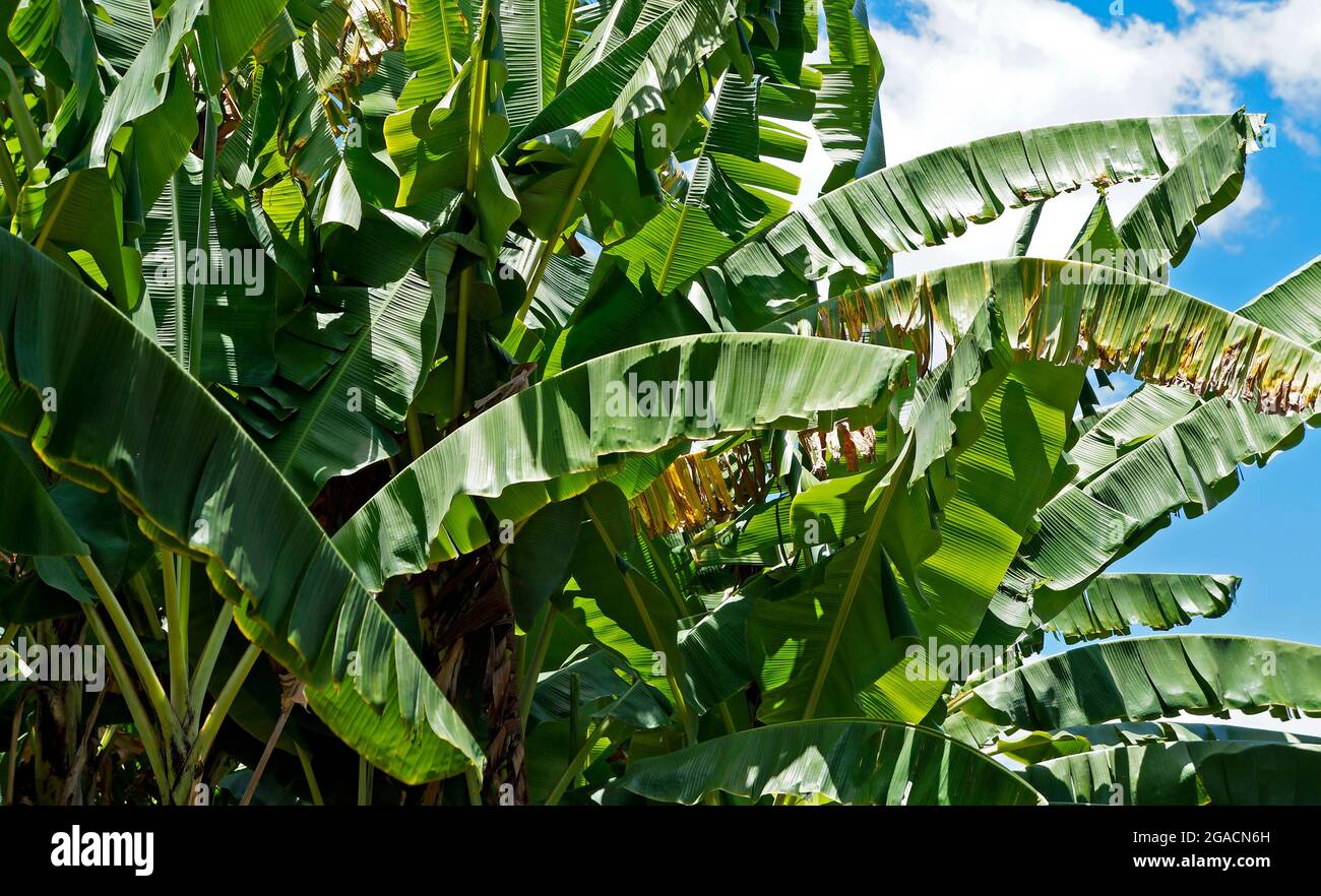 Banana tree leaves hi-res stock photography and images - Alamy