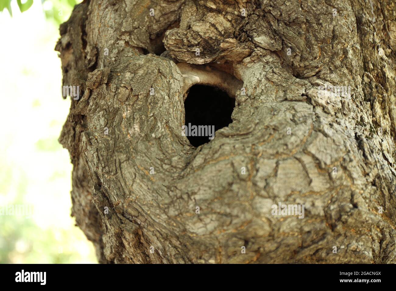 Tree hollow close up Stock Photo - Alamy