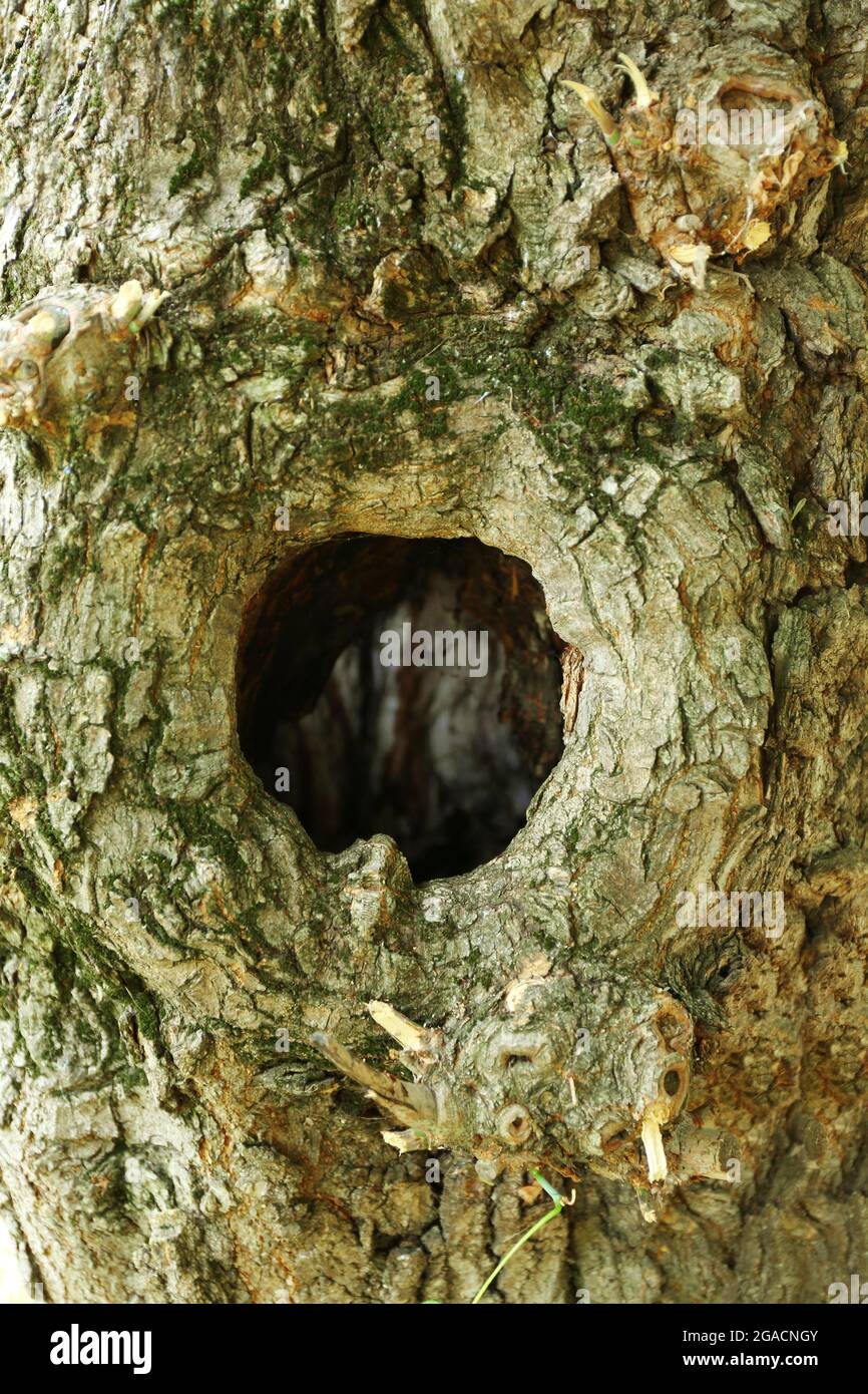 Tree hollow close up Stock Photo - Alamy