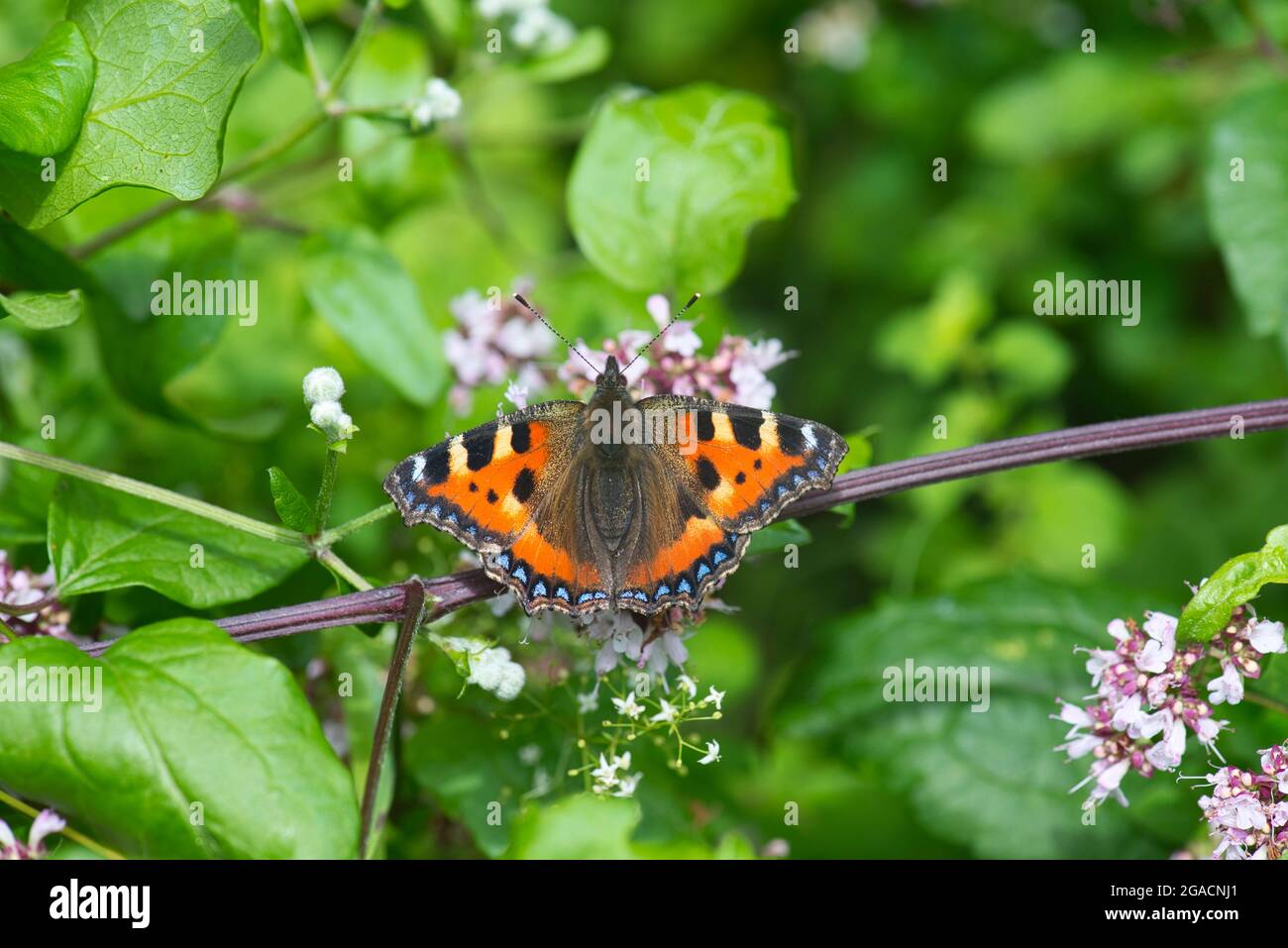 Petite butterfly hi-res stock photography and images - Alamy