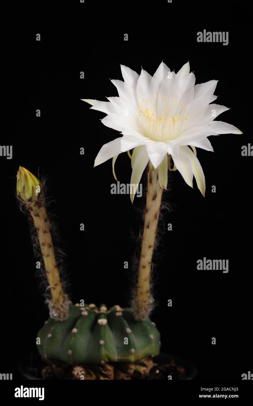 Lily Cactus High Resolution Stock Photography and Images - Alamy