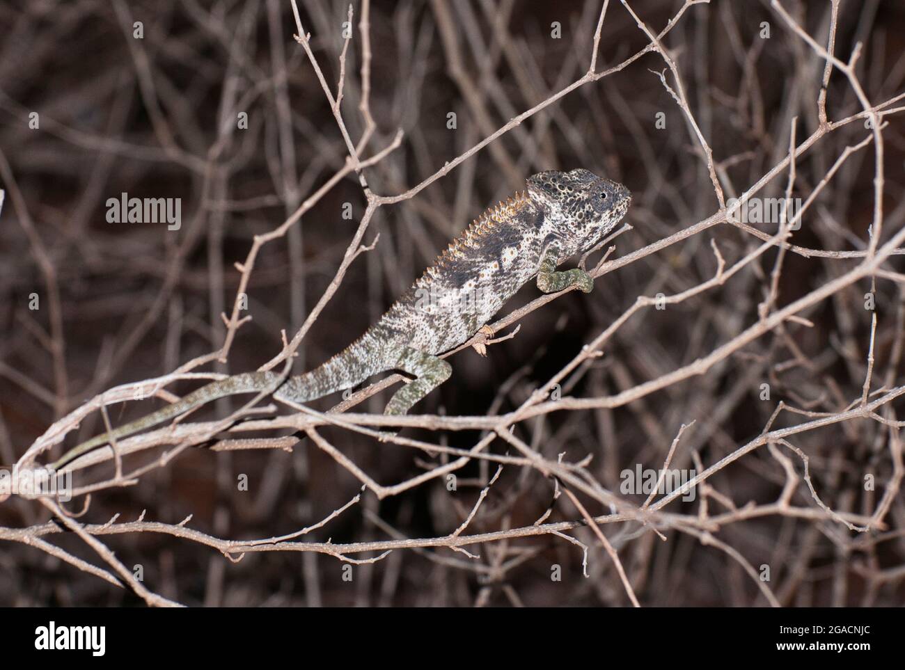 Spiny chameleon furcifer verrucosus hi-res stock photography and images ...