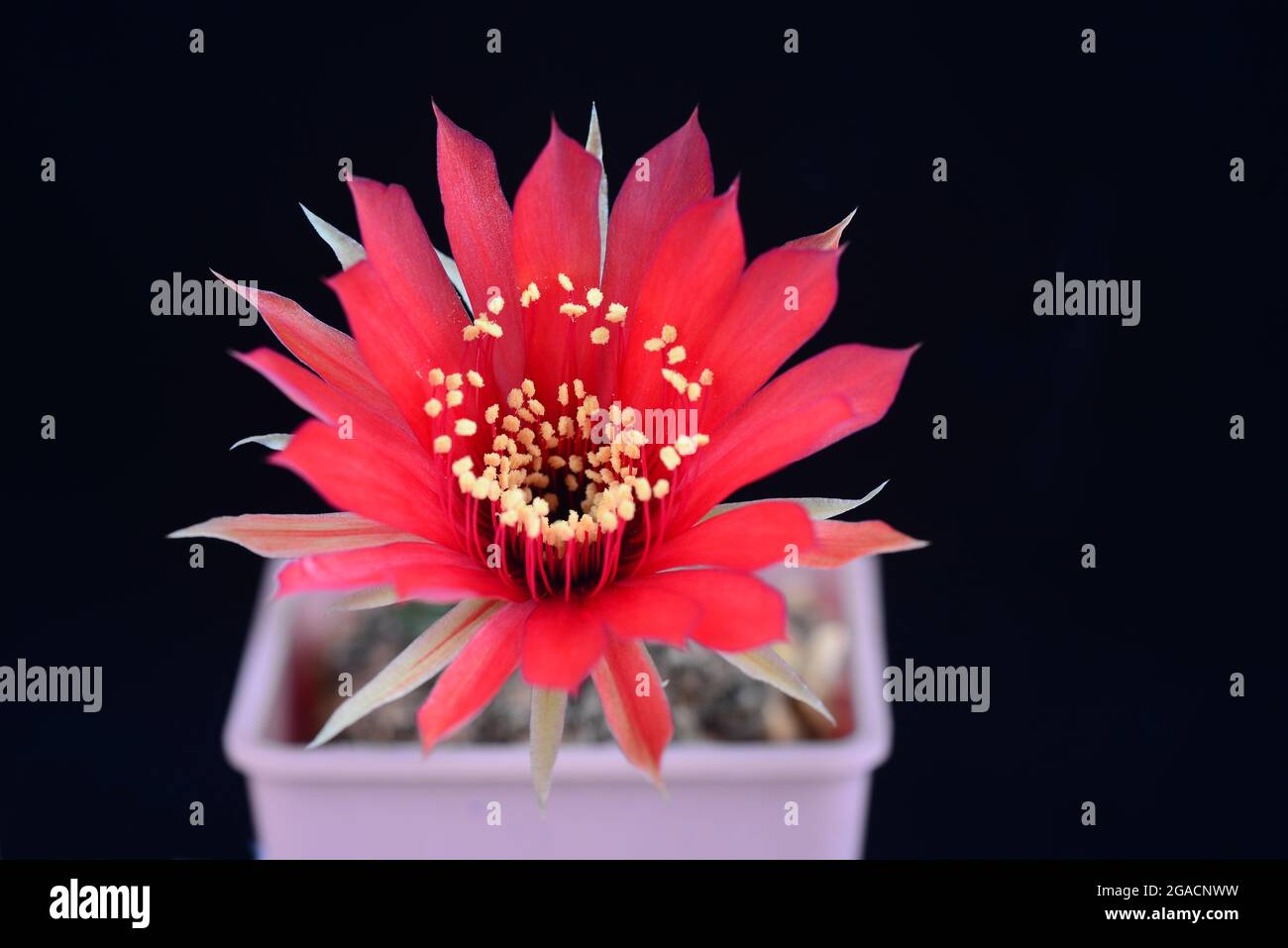Blooming red flower of Lobivia cactus on black background with copy ...