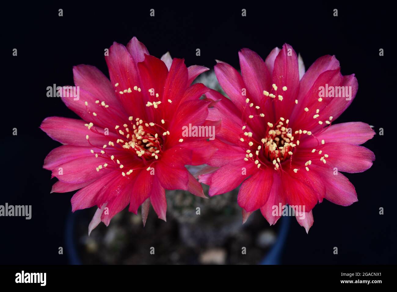 Blooming red flower of Lobivia cactus on black background Stock Photo ...