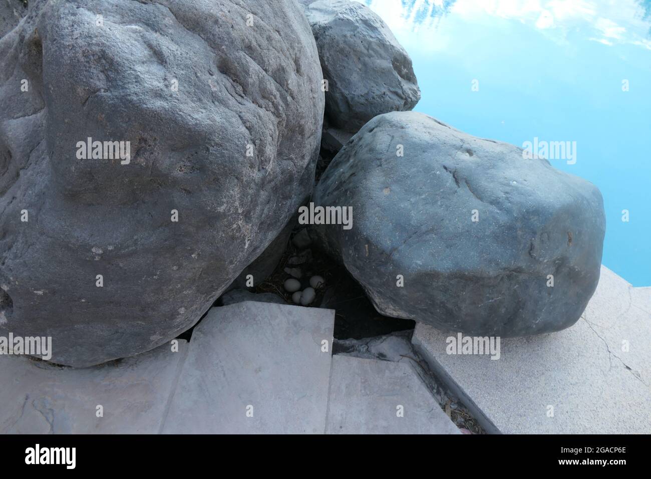 Condors nest with eggs in a Boulders Peru Stock Photo - Alamy
