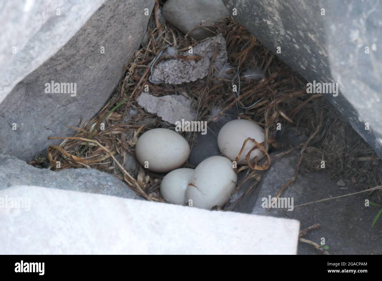 Condors eggs hi-res stock photography and images - Alamy