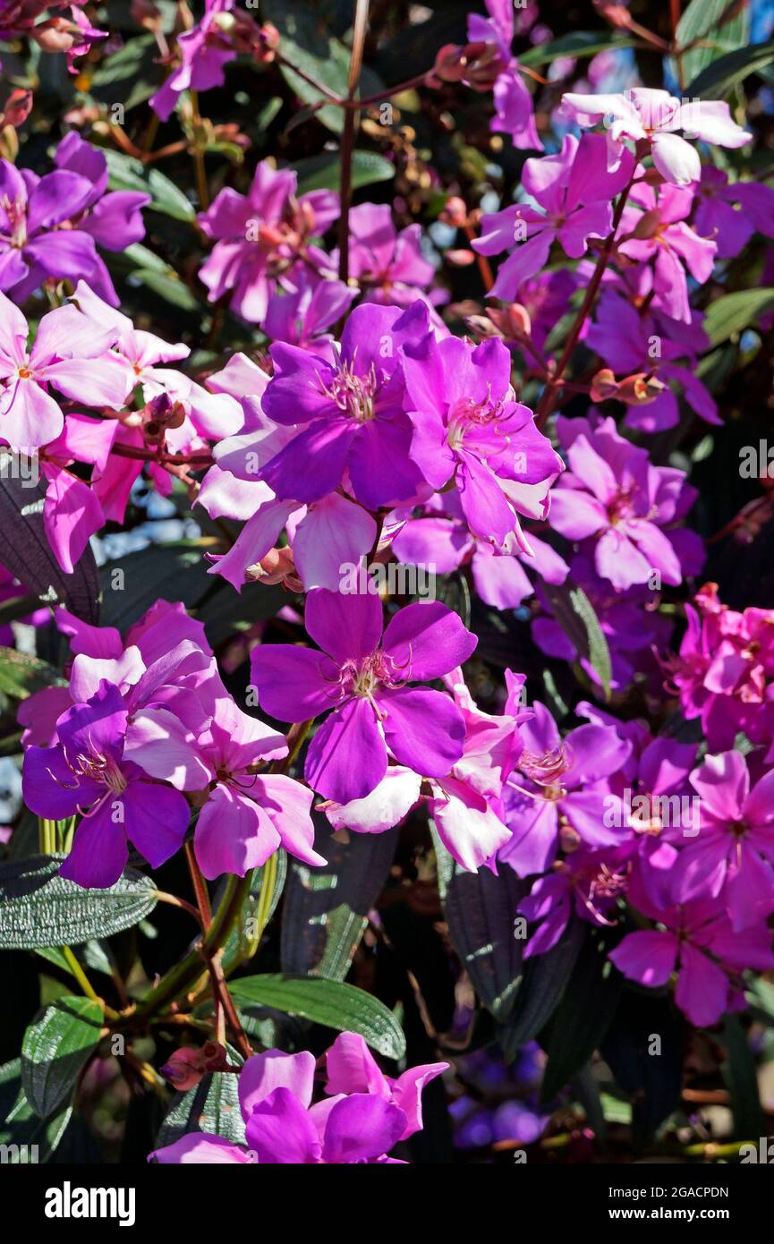 Purple princess flower (Tibouchina granulosa), Diamantina, Brazil Stock ...