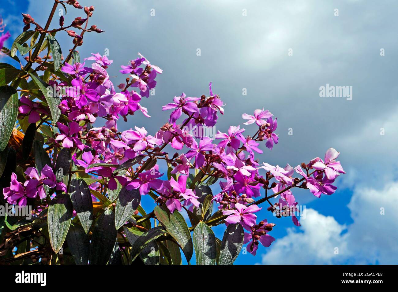 Purple princess flower (Tibouchina granulosa), Diamantina, Brazil Stock ...