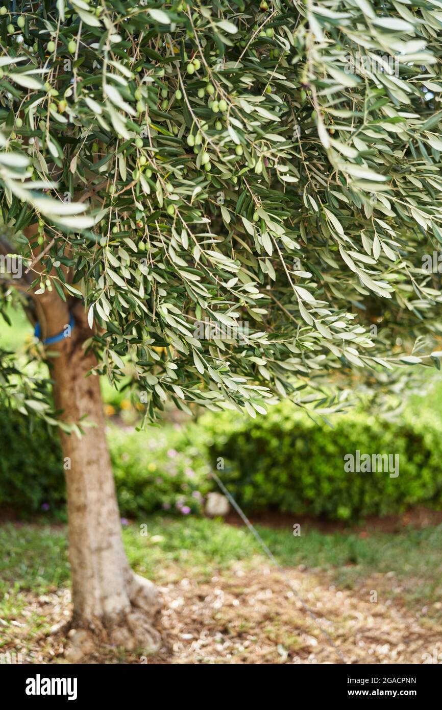 Olive tree with green olives growing in the garden Stock Photo - Alamy