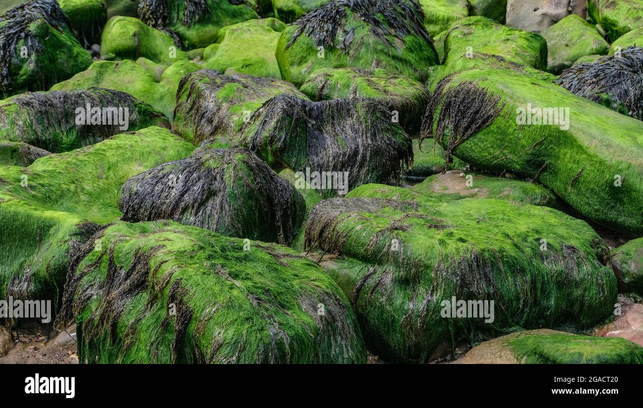Hairy rocks hi-res stock photography and images - Alamy
