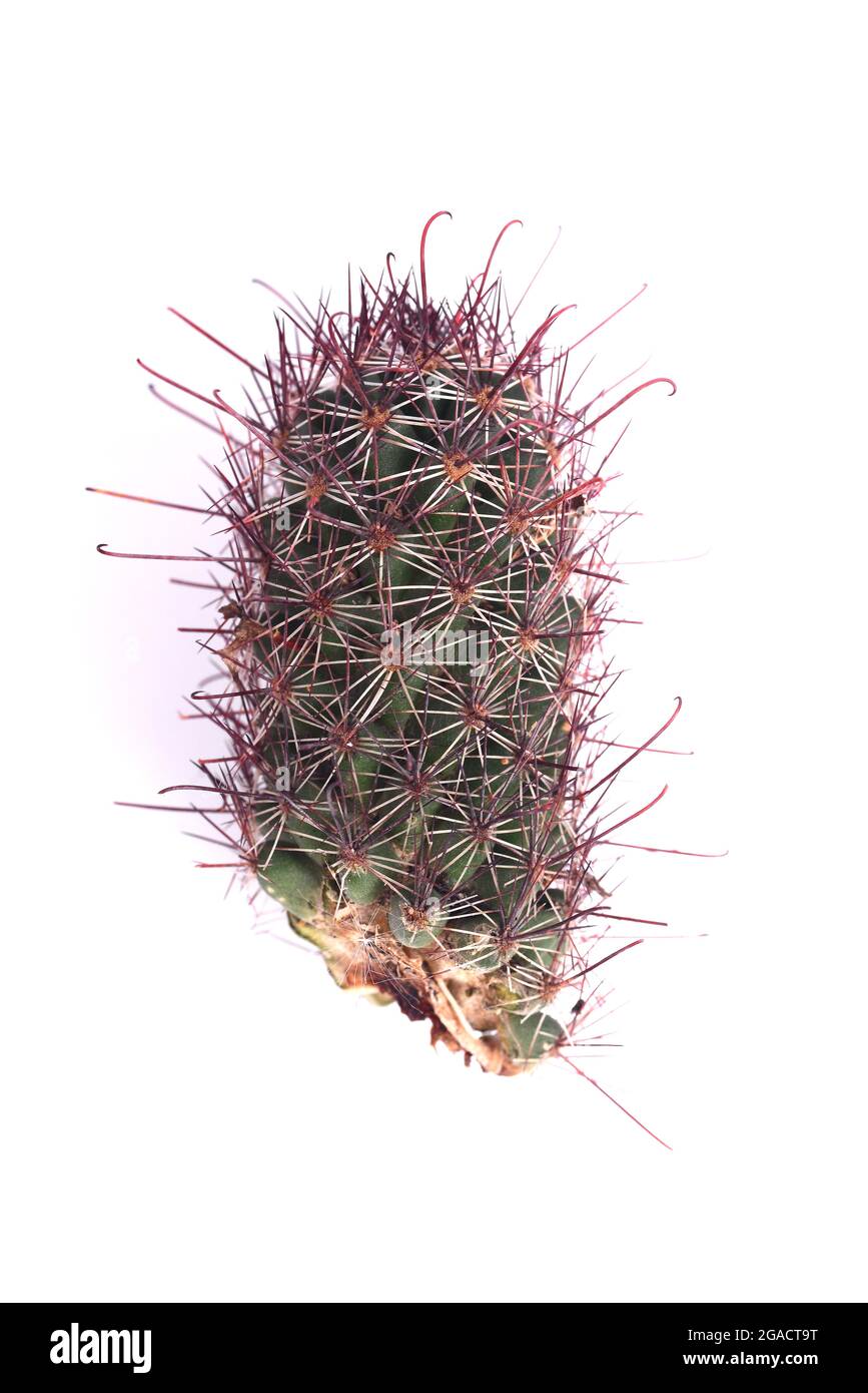 Wound cactus Cut Out Stock Images & Pictures - Alamy