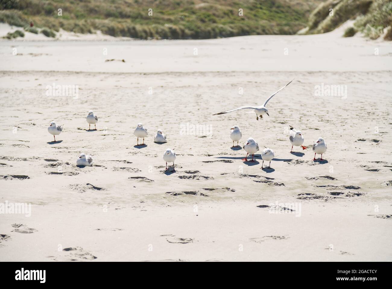 Beautiful scenery of New Zealand Stock Photo - Alamy