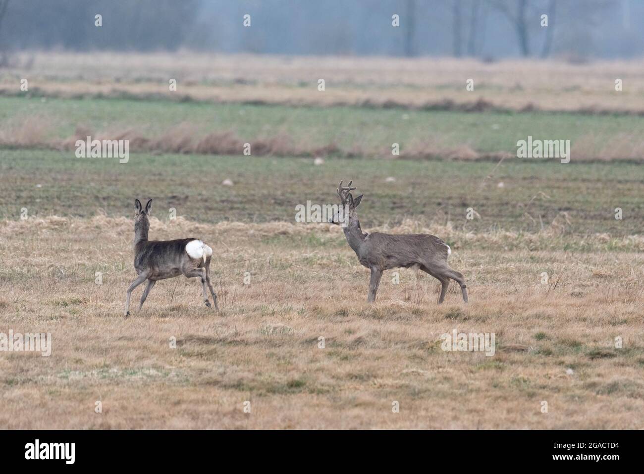 Wild deer running across the fields. Early spring game. Wild animals in ...