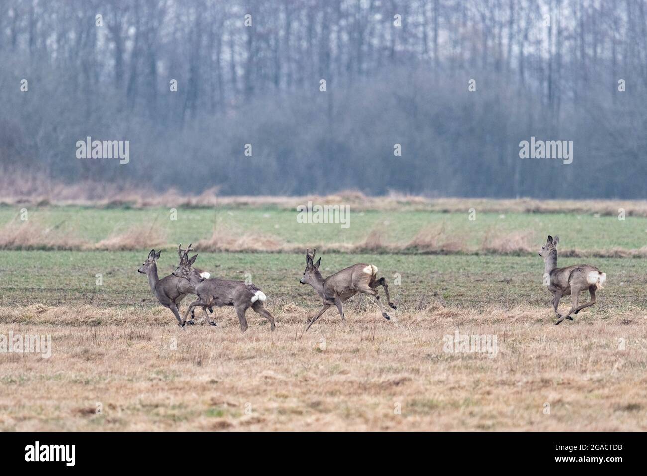 Wild deer running across the fields. Early spring game. Wild animals in ...