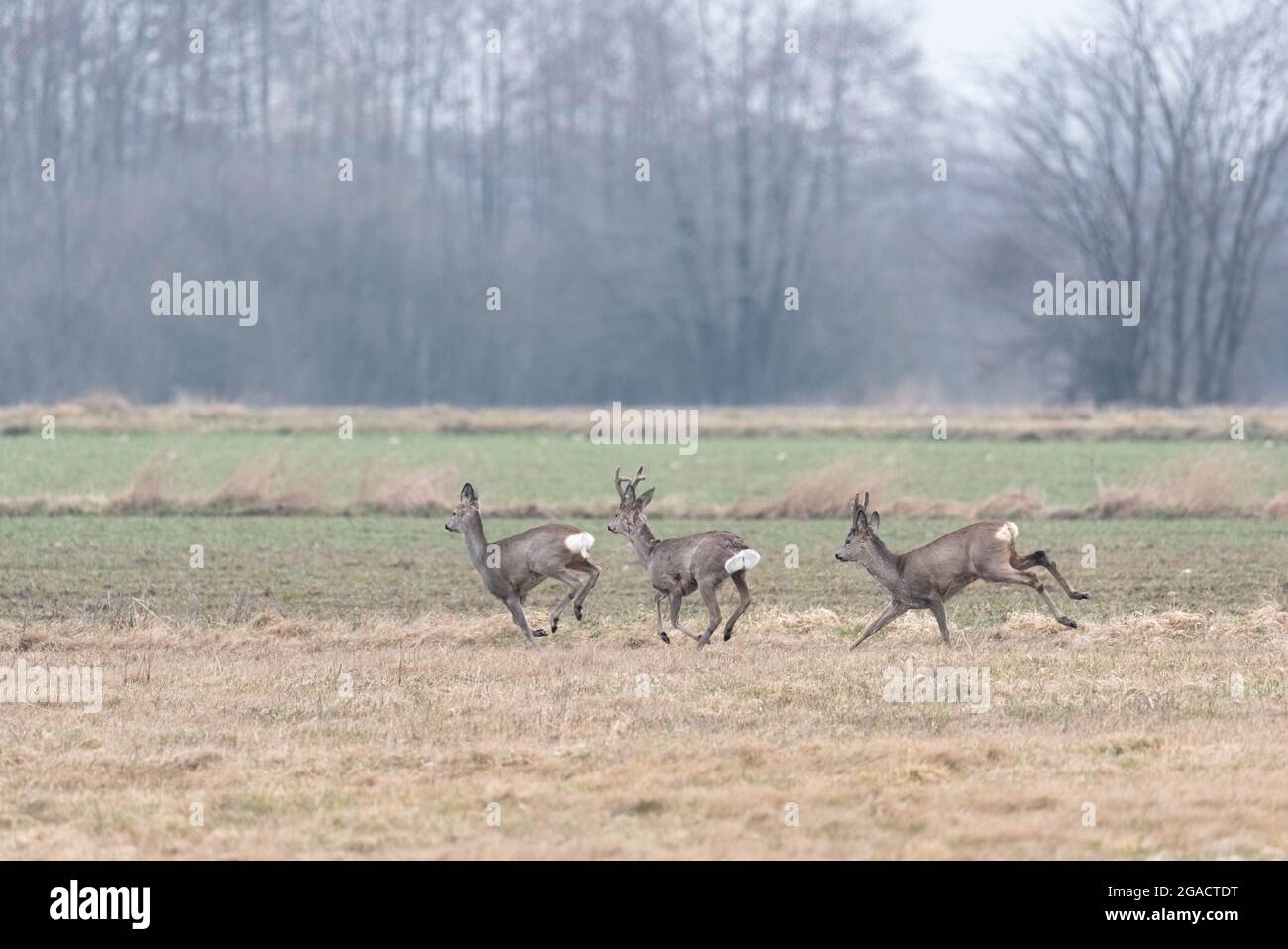 Wild deer running across the fields. Early spring game. Wild animals in ...