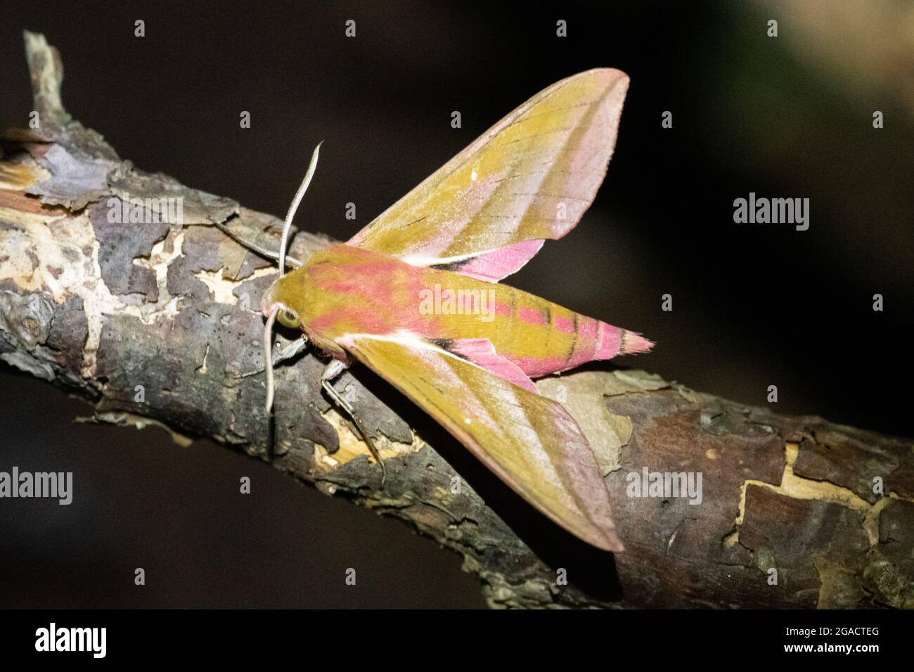 Elephant hawk-moth (Deilephila elpenor), a large moth in the Sphingidae ...