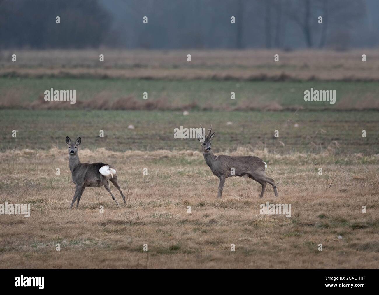 Wild deer running across the fields. Early spring game. Wild animals in ...