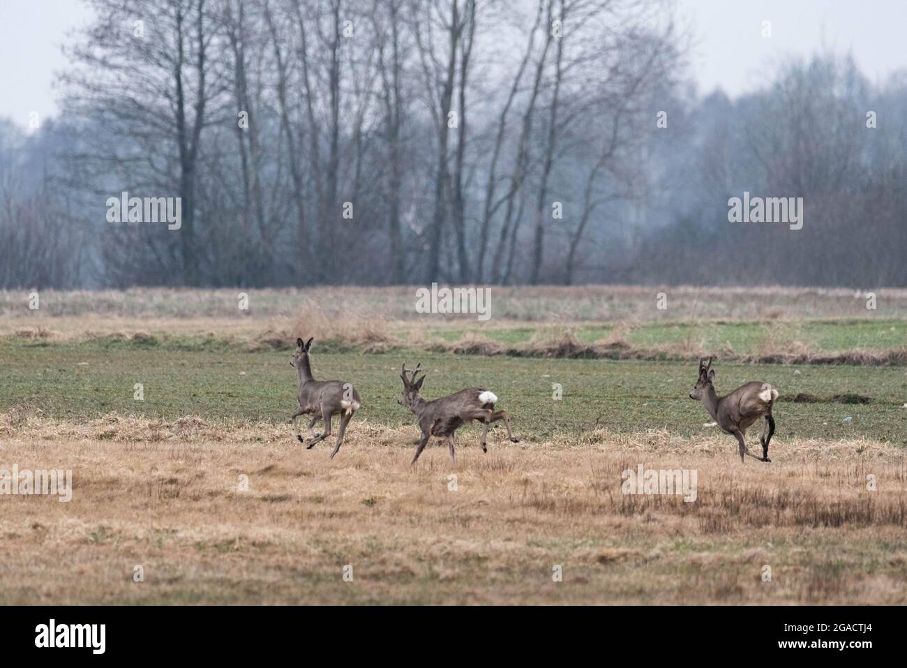 Moschus leucogaster hi-res stock photography and images - Alamy