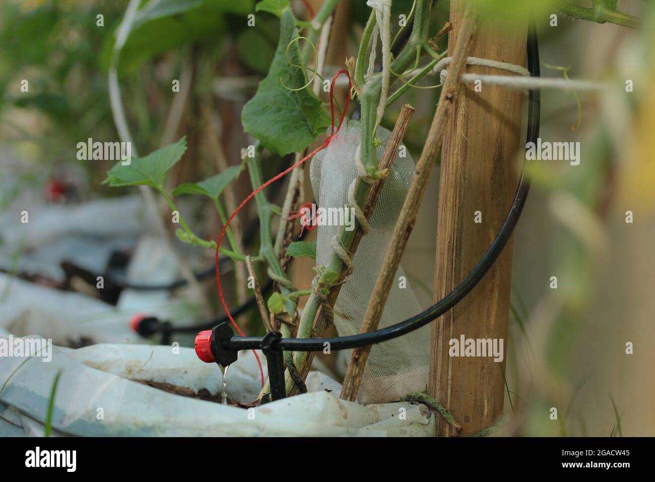 Water droplets from the drip irrigation system used to water the young ...