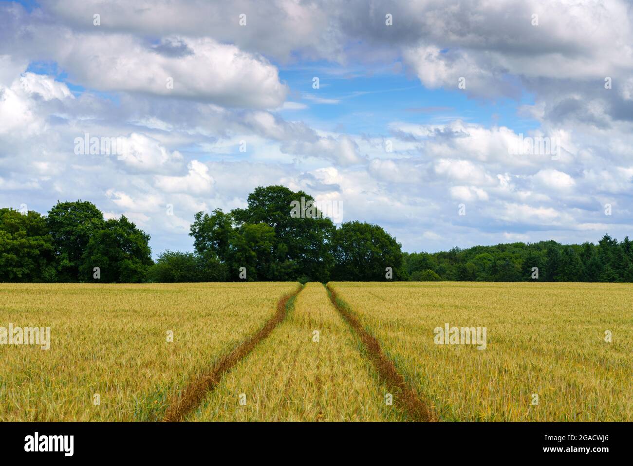 Farm field in the Chiltern Hills Oxfordshire England UK Stock Photo - Alamy