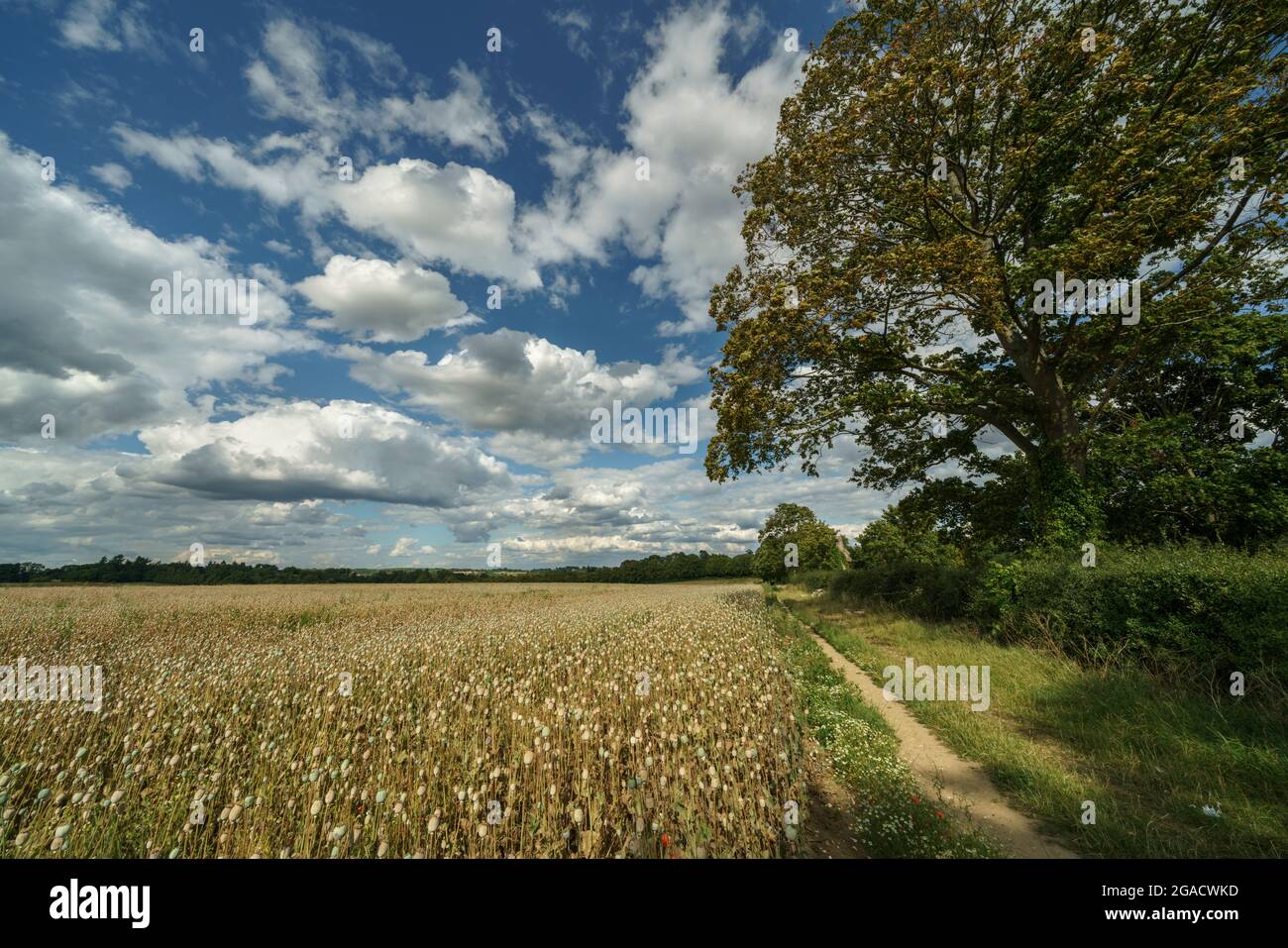 Farm field in the Chiltern Hills Oxfordshire England UK Stock Photo - Alamy