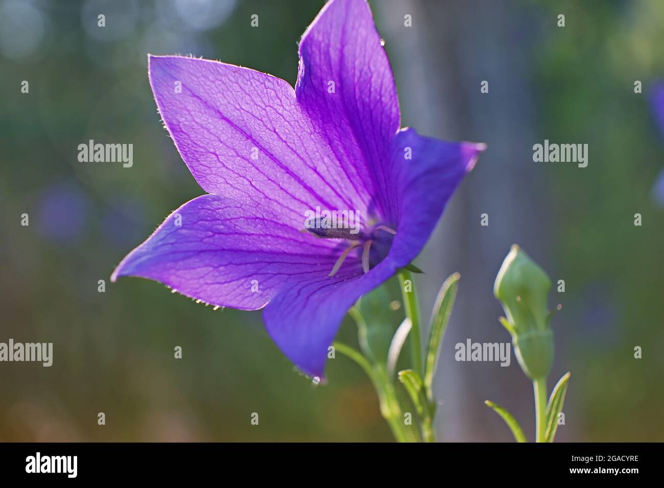 Chinese bell flower hi-res stock photography and images - Alamy