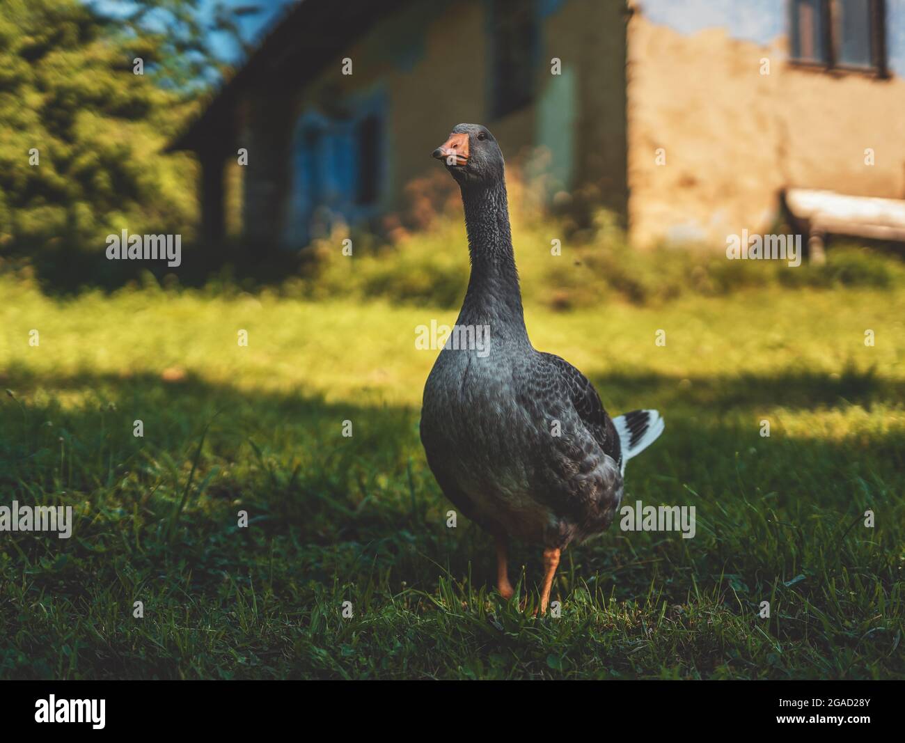 gray geese on a farm Stock Photo - Alamy