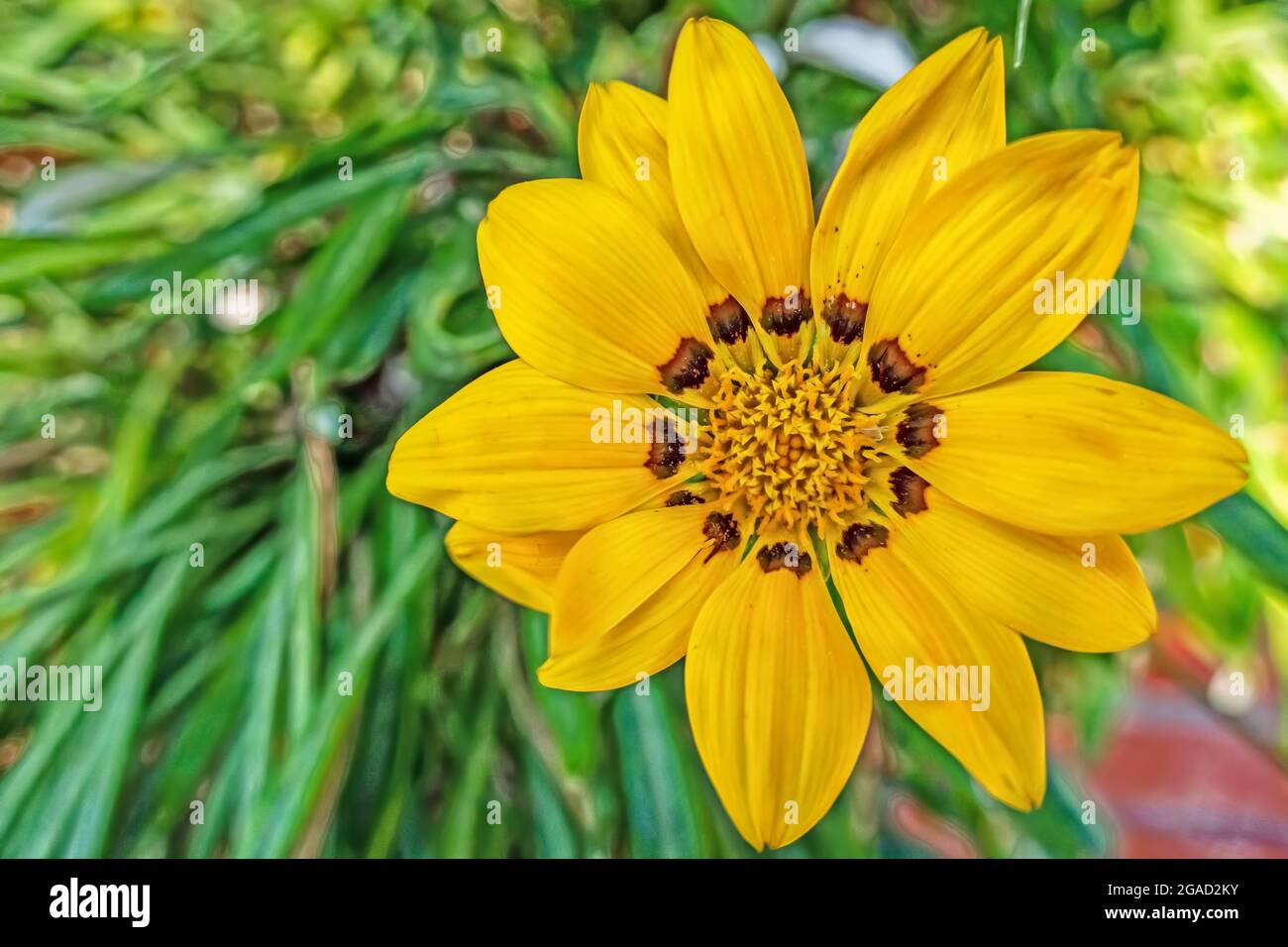 Plant Of The Daisy Family With Wound Healing Properties at Nathan ...