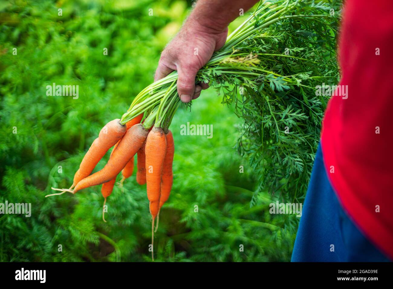 Carrot farmer hi-res stock photography and images - Alamy