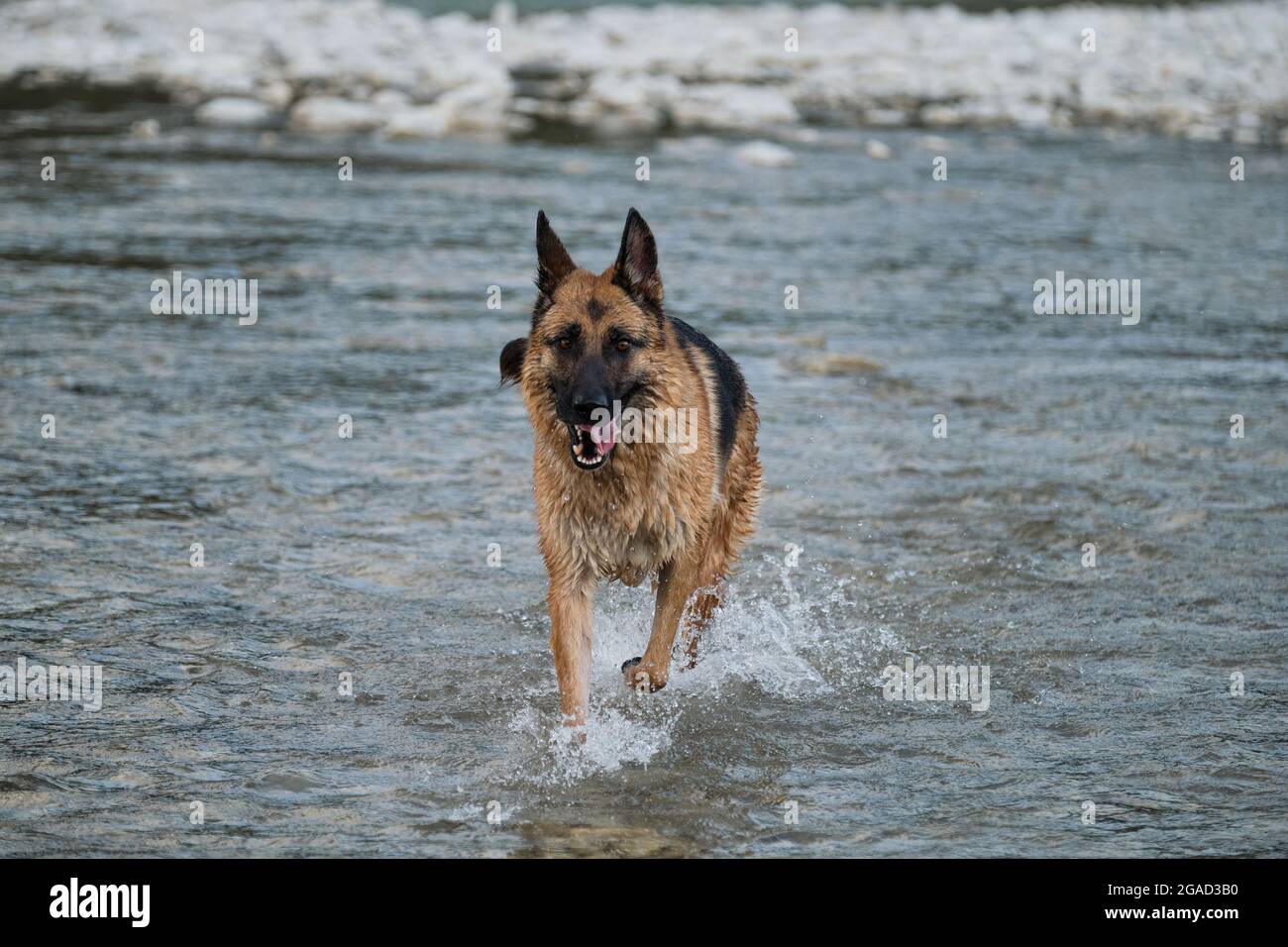 How To Fly With A German Shepherd