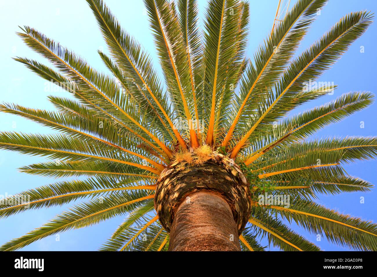 A large green crown of tropical coconut palm trees growing in exotic ...