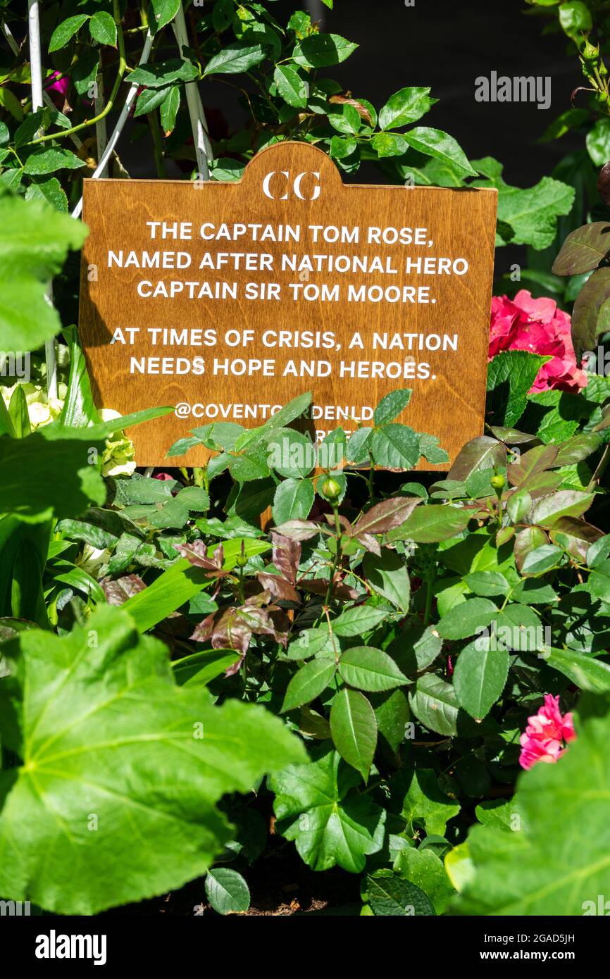 Captian Tom Rose Memorial in memory of Captain Sir Tom Moore at Covent ...