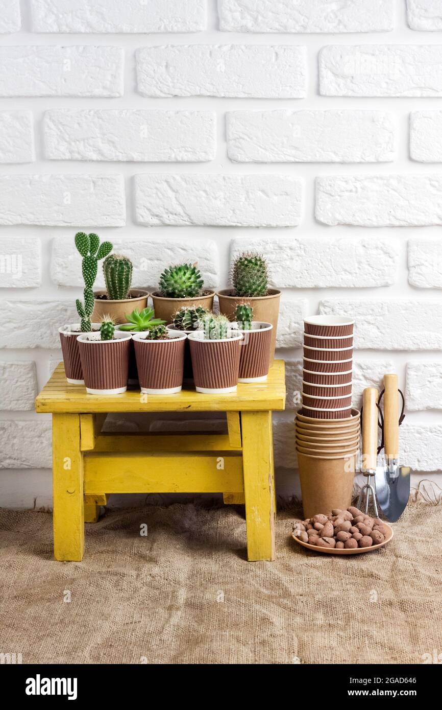 Cactus and succulent plants collection in paper cups on small yellow ...