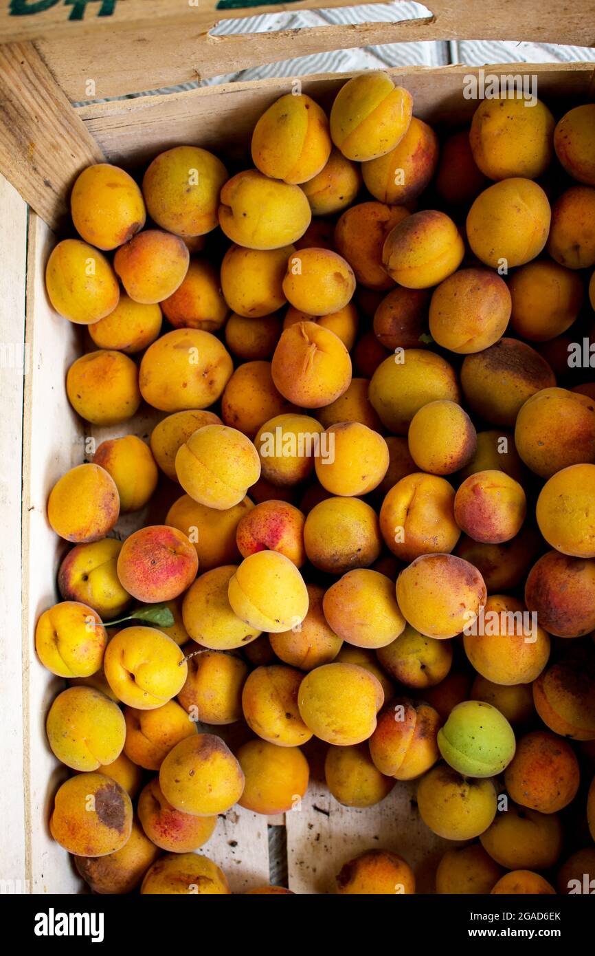 Fresh apricots taken from the tree. Harvest the fruit before sorting ...