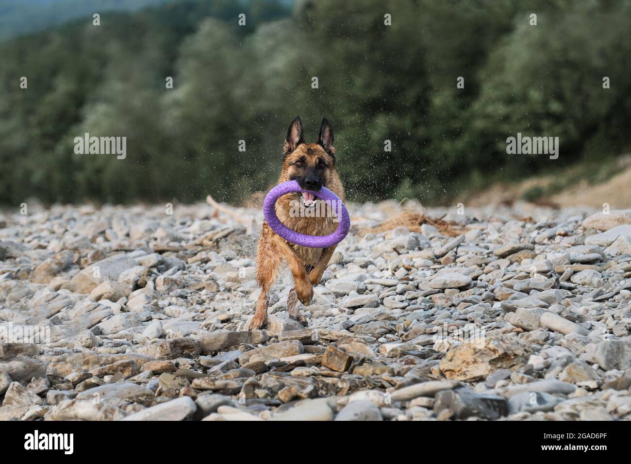 Black dog runs along river hi-res stock photography and images - Alamy