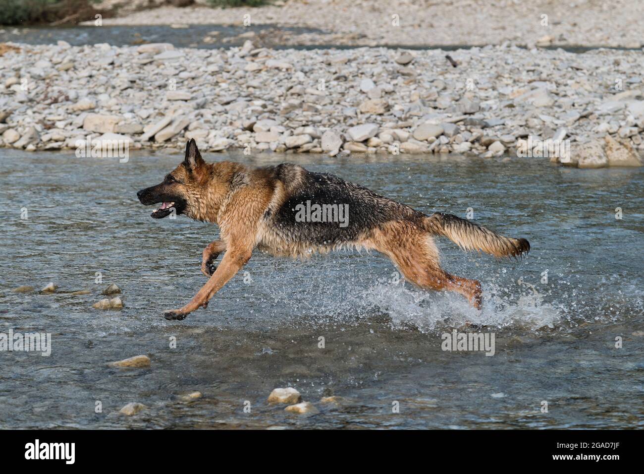 German Shepherd dog runs quickly along river and splashes of water fly ...