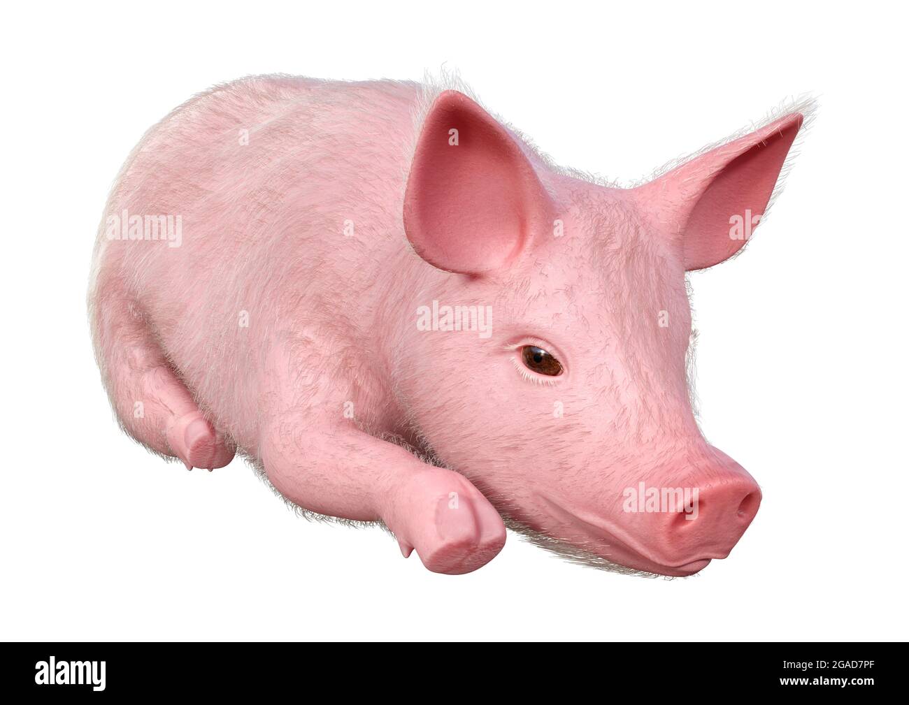 3D rendering of a cute pink piglet isolated on white background Stock ...