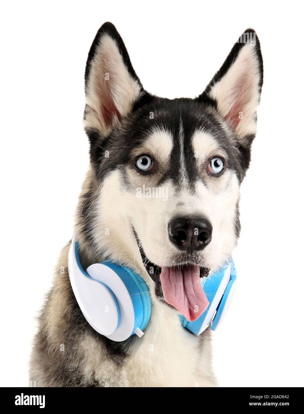 Beautiful huskies dog with headphones isolated on white Stock Photo - Alamy