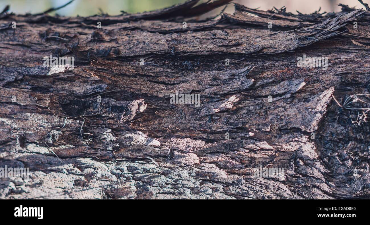 BANNER Close-up shot Hard wood outer layer of pine bark tissue surface ...