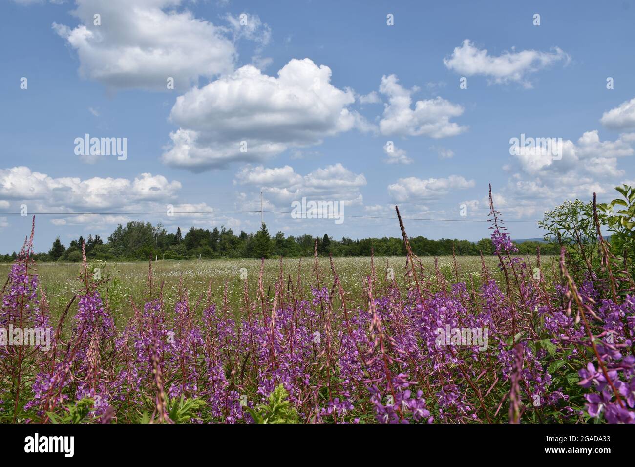 Cielo nube flor hi-res stock photography and images - Alamy