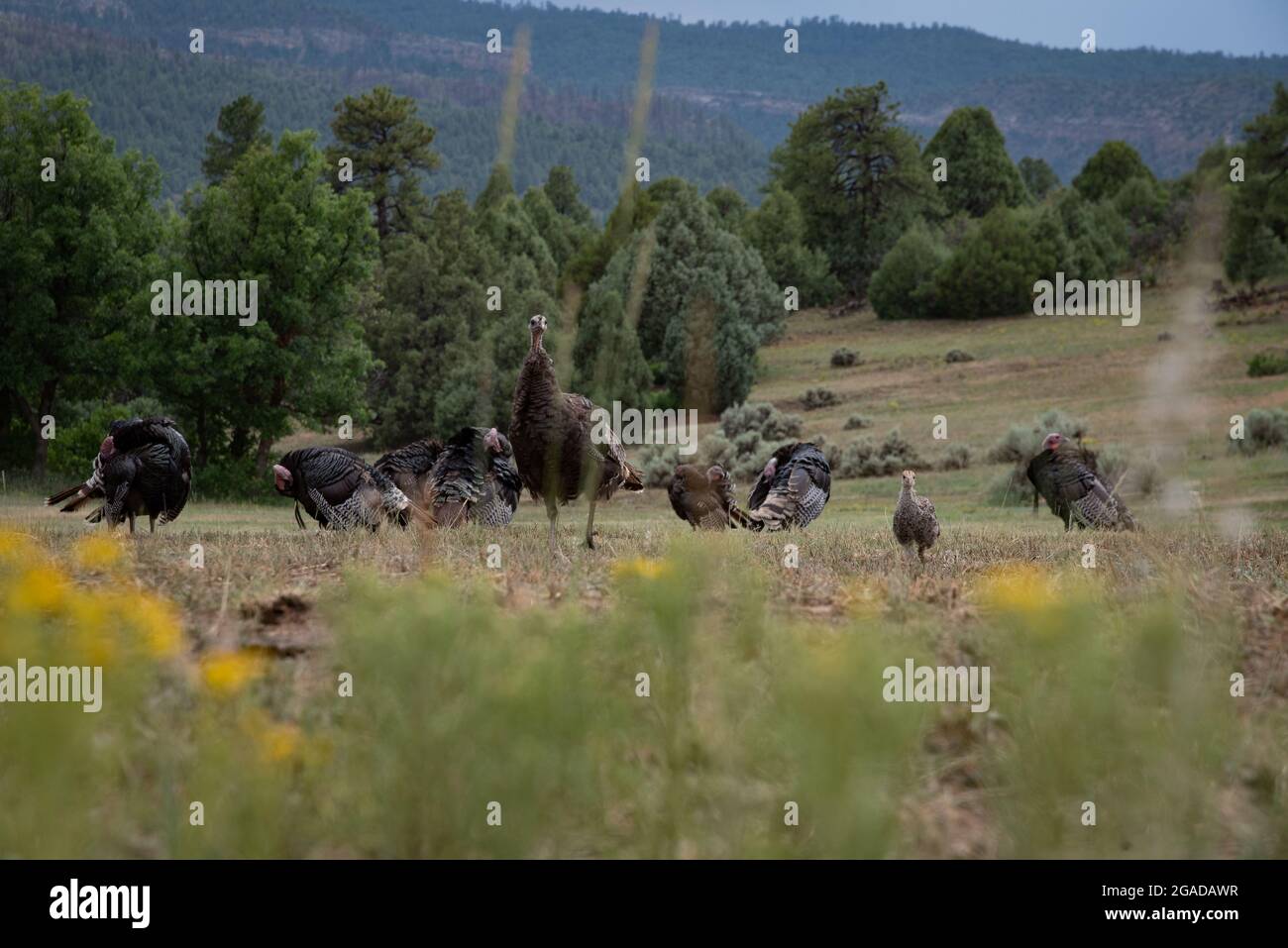 Wild turkeys feeding, a mother and baby looking at camera, in the San ...