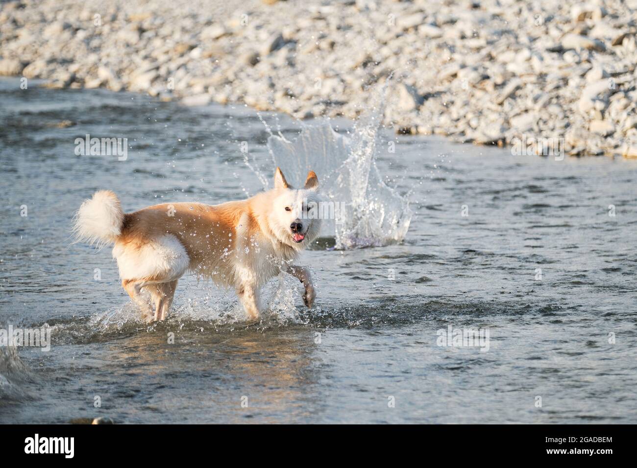 Beautiful fluffy wet dog half breed of white Swiss shepherd, stands in ...