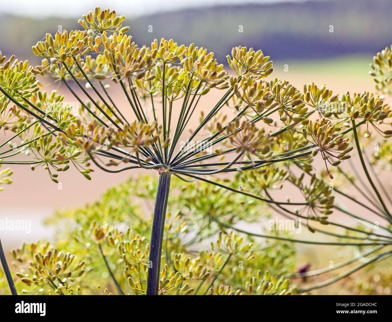 dill, anethum graveolens Stock Photo - Alamy